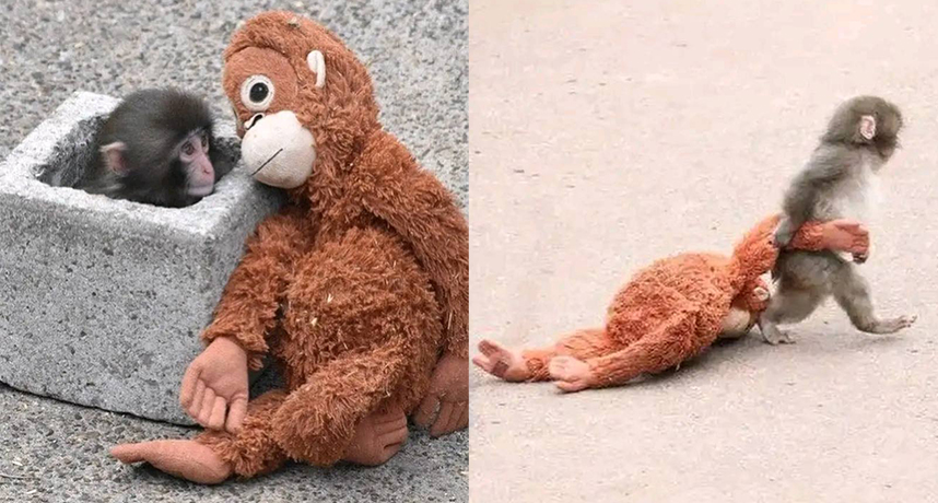 緊握孤獨直到找回愛！日本孤獨小猴 Panchi 與「布偶媽媽」找回愛